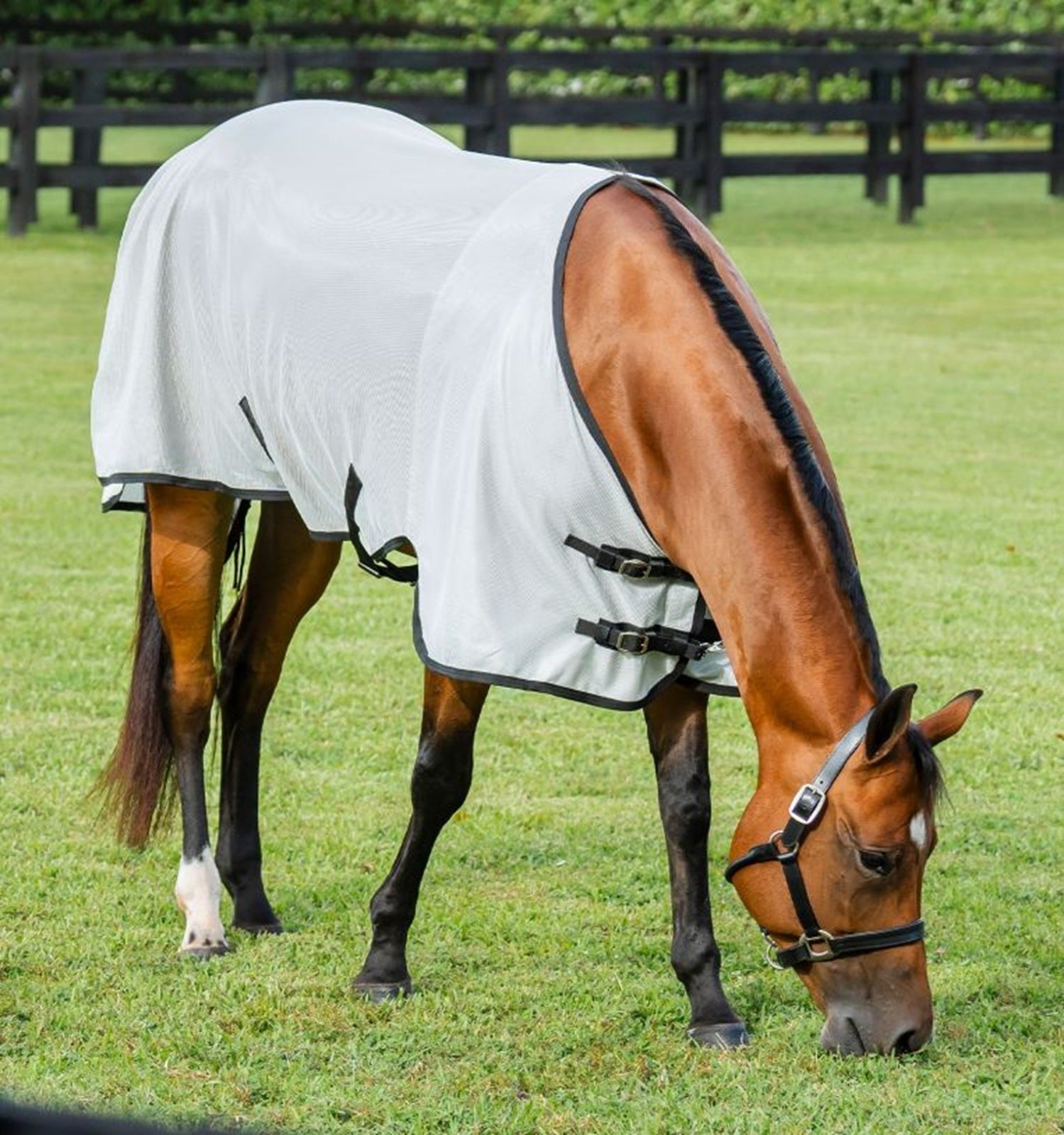 Amigo Bug Rug Stock Horse Fly Sheet– StateLineTack