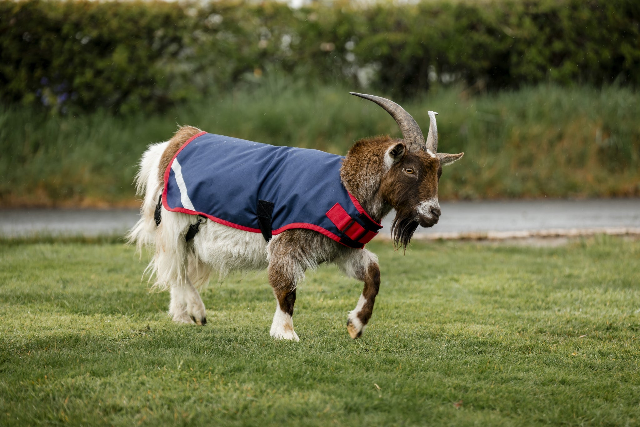 Horseware Goat Coat 0g– StateLineTack